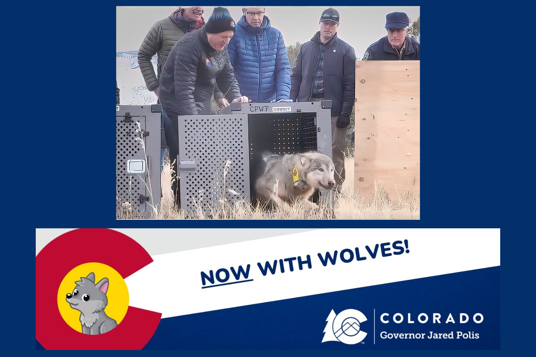 Polis tells livestock owners that wolves are hunters, so get over it ...