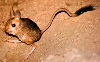 Colorado Peak Politics | New-Mexico-Meadow-Jumping-Mouse-Endangered-Species